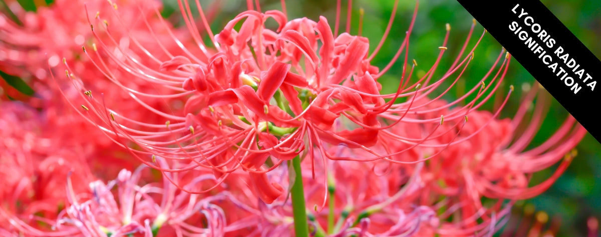 Lycoris radiata : signification de la fleur rouge japonaise Higanbana ...